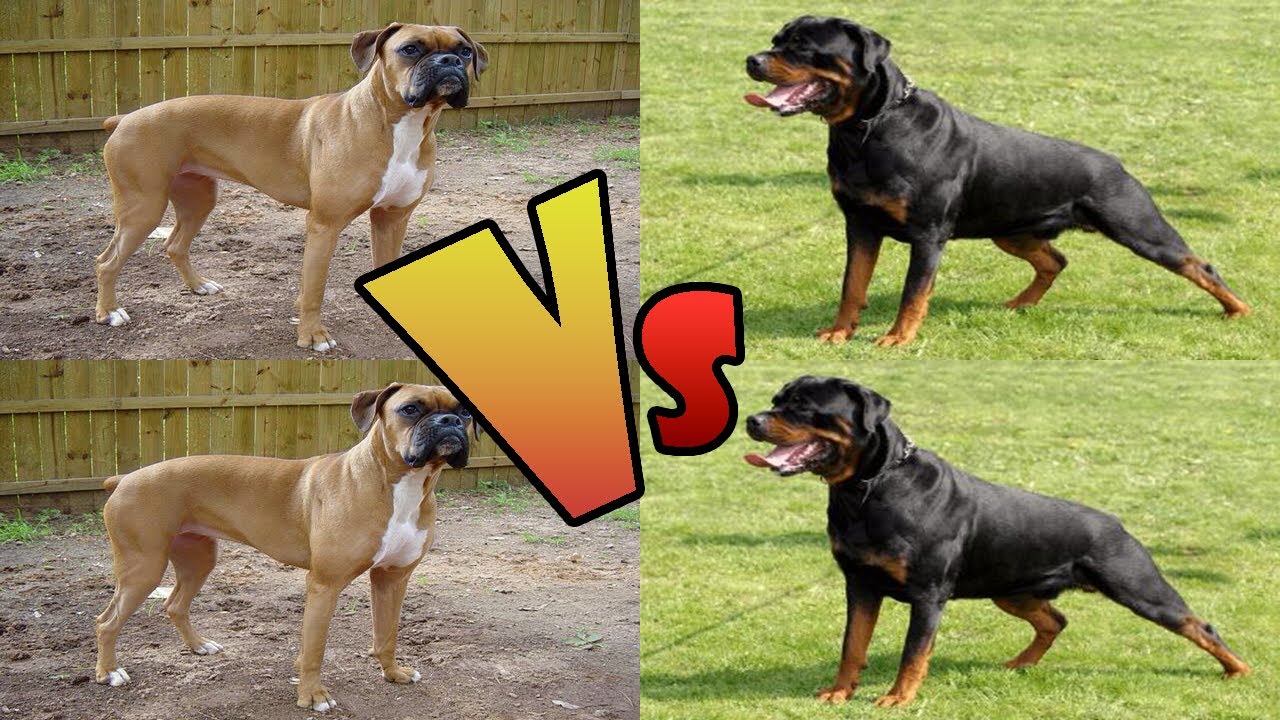 Rottweiler Vs Boxer - YouTube