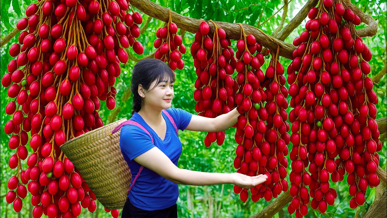 Harvest Giant Red Ambarella Fruits To Sell at the Rural Market - Yummy ...