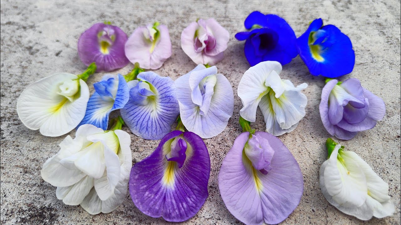 violet colour aparajita flowers seeds collection #seeds available - YouTube