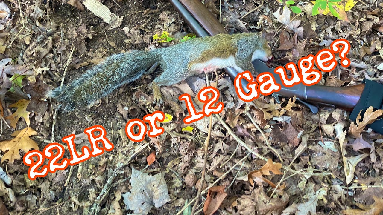 Squirrel Hunt With A Shotgun or .22LR? - YouTube