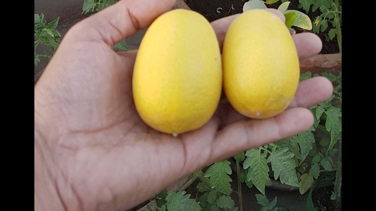 FLOWERS/BUDS DROPPING PROBLEM AND CURE IN LEMON/LIME /CITRUS/ORANGES ...