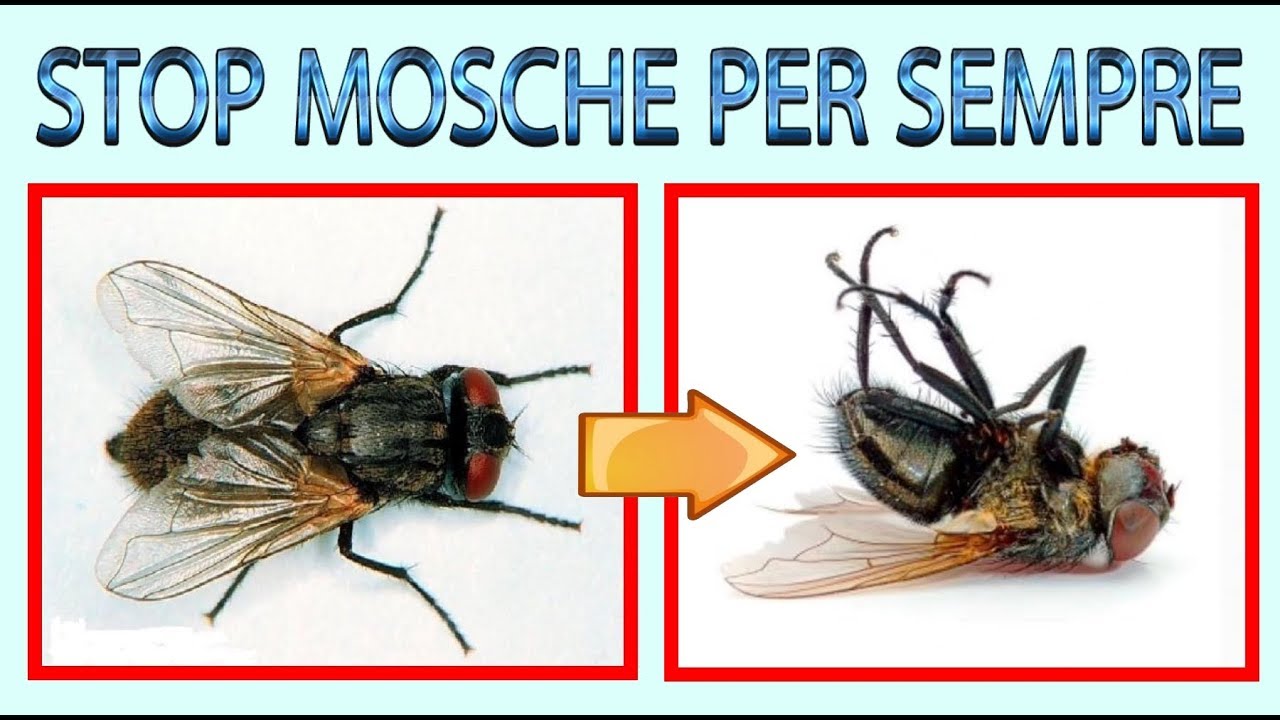ELIMINA MOSCHE A COSTO ZERO (e zanzare), eliminare definitivamente ...
