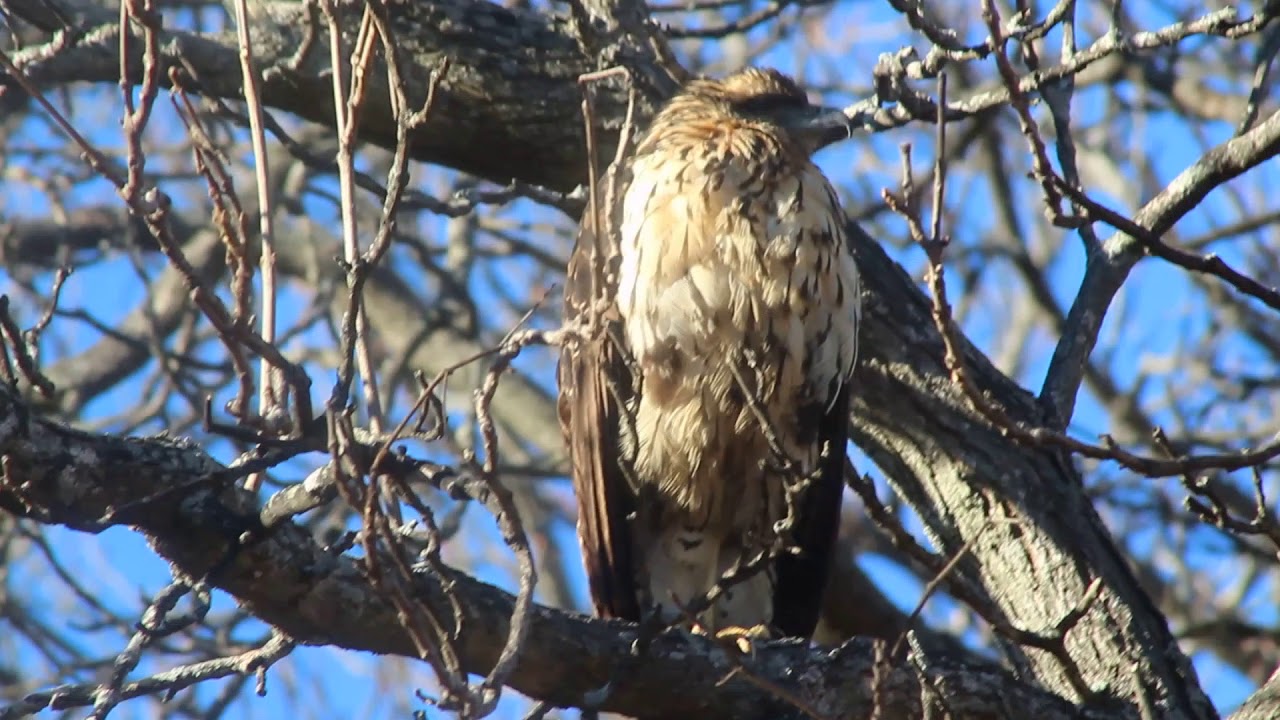 Rare Great Black Hawk in Portland, Maine - YouTube