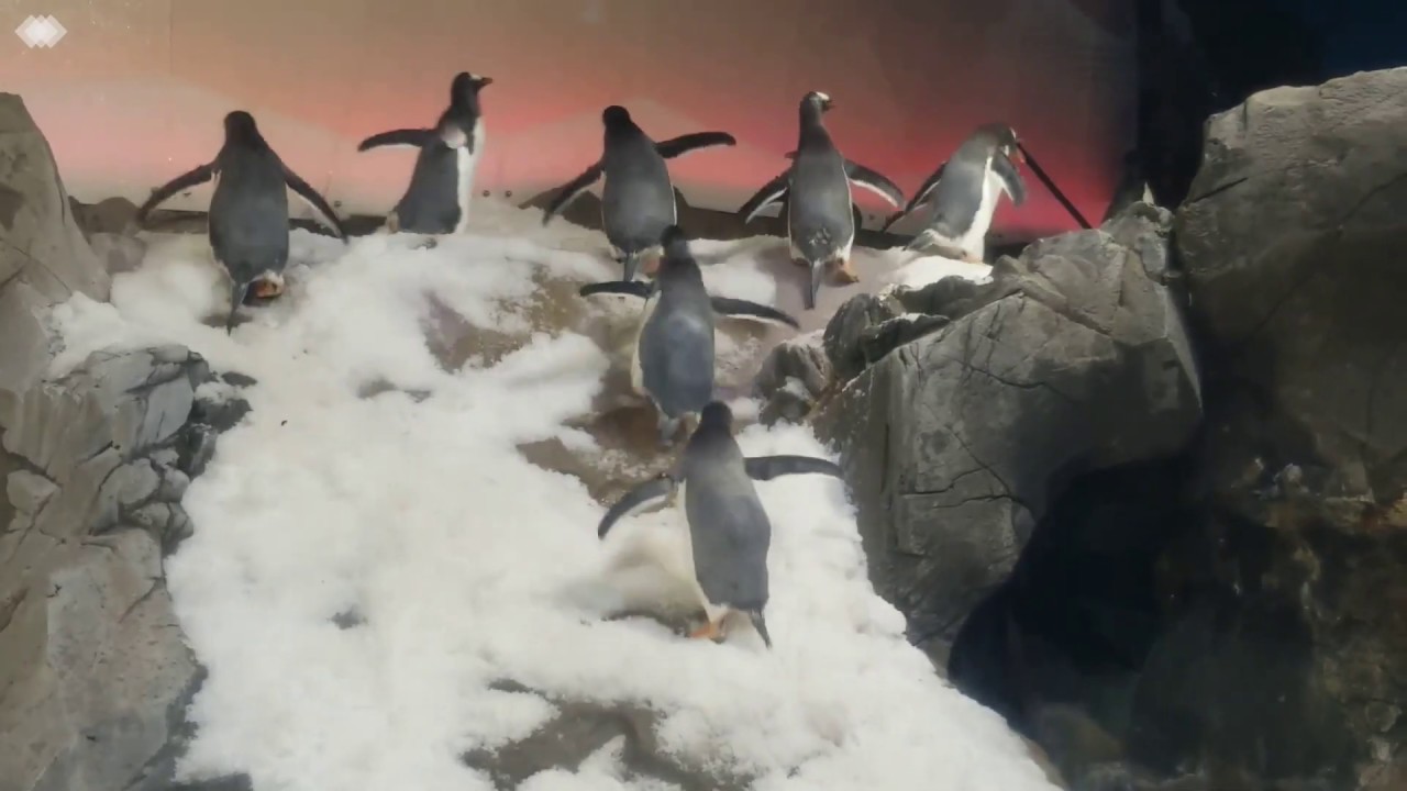 Penguin Playground SEA LIFE Melbourne Aquarium 5 - YouTube
