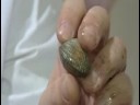 How to Cook Cockles - YouTube