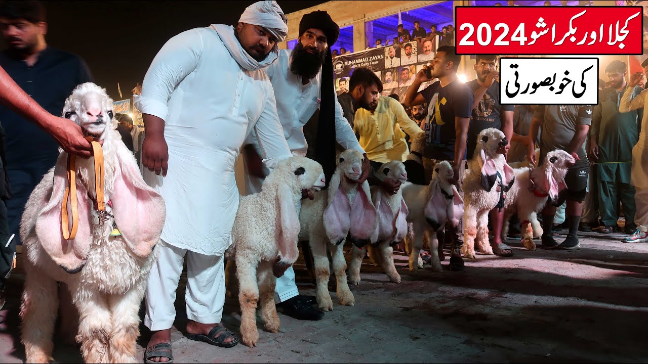 The Beauty Of All Pakistan Kajla & Bakra Show Lahore 2024 - YouTube