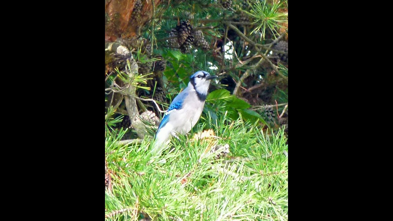 Blue Jay thinks he is a Red Tailed Hawk - YouTube