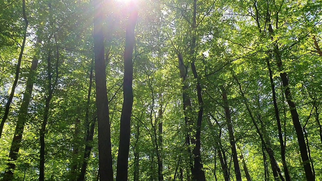 Baltic forest, birds, wind (Sobieszewo, Gdańsk, Poland, the last day of ...