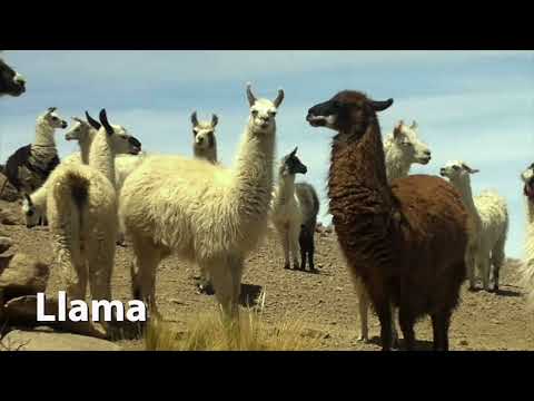 Llama Sounds