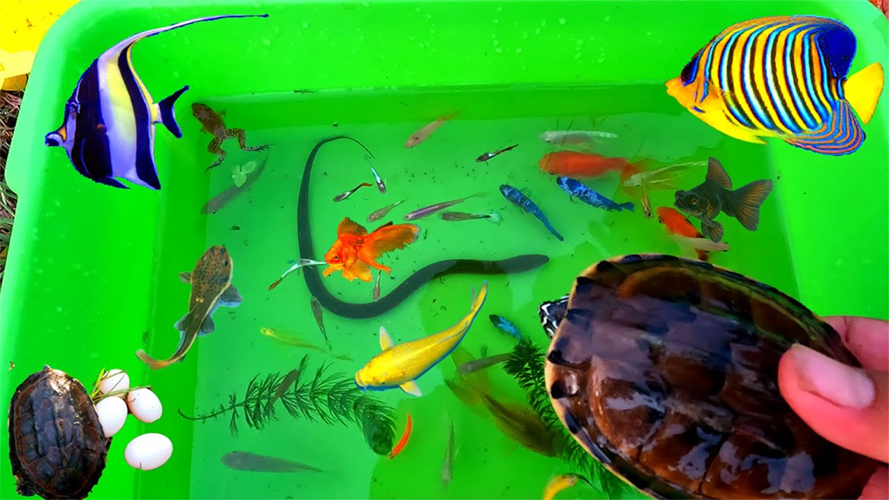 Looking for Surprise Eggs Toy, Luxury Angel Fish, Beautiful Tetra, Cute ...