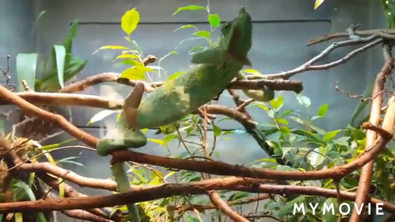 Green Chameleon Dancing - YouTube