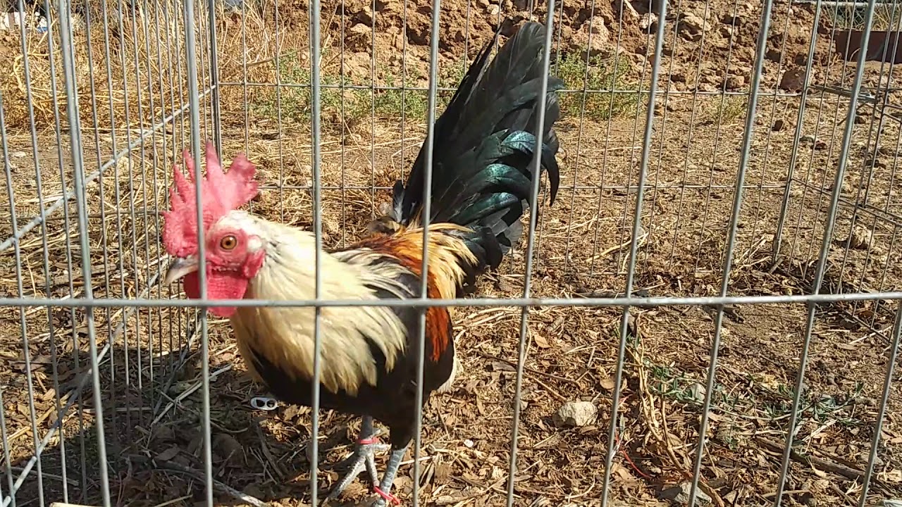 Miniature gray gamefowl - YouTube