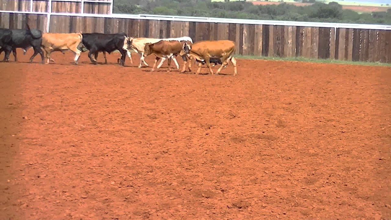 Gus Working Steers at 11 Months (Sold) - YouTube