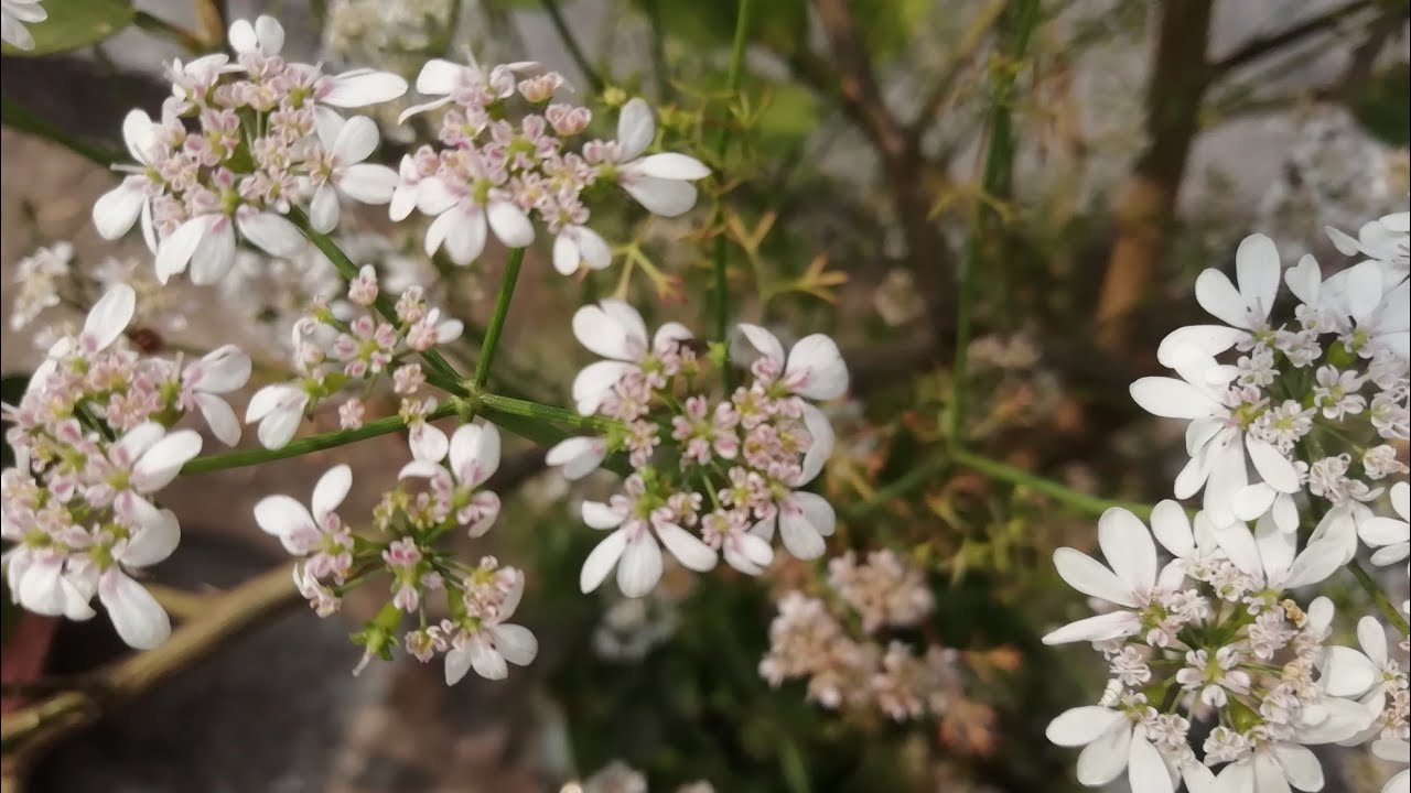 #coriander flower #dhania ful#Nature View - YouTube