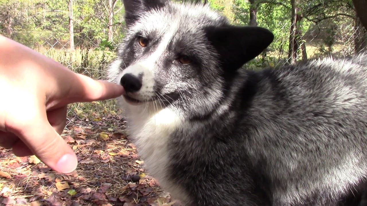 Fall Foxy Floof - YouTube