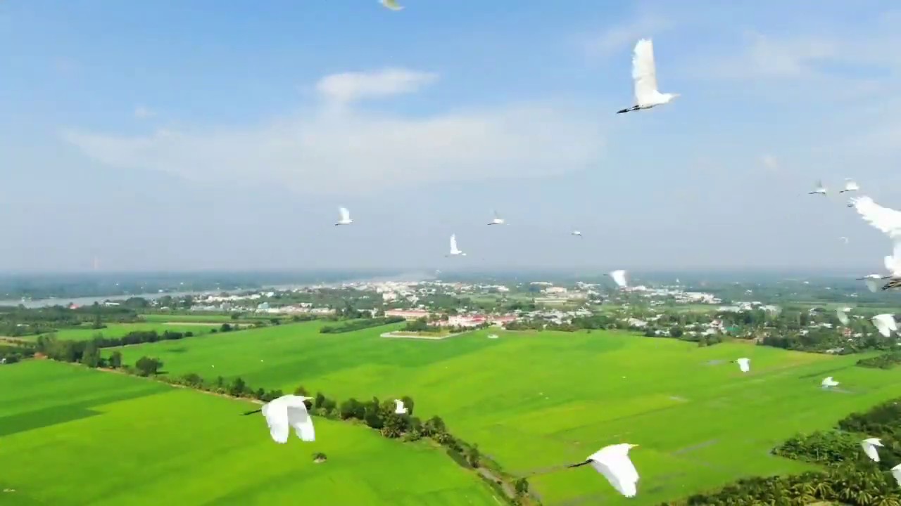 birds flying freely🤗🕊 - YouTube