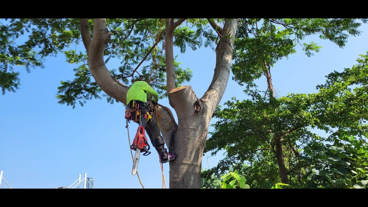 Tree climbing and pruning - YouTube