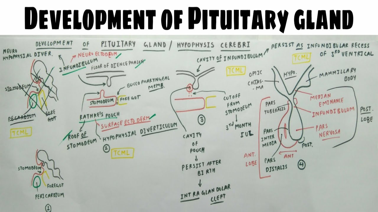 Pituitary Gland Development- Chart | TCML - YouTube