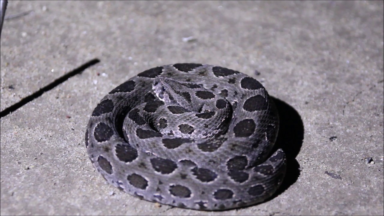 Russell's viper hissing - YouTube