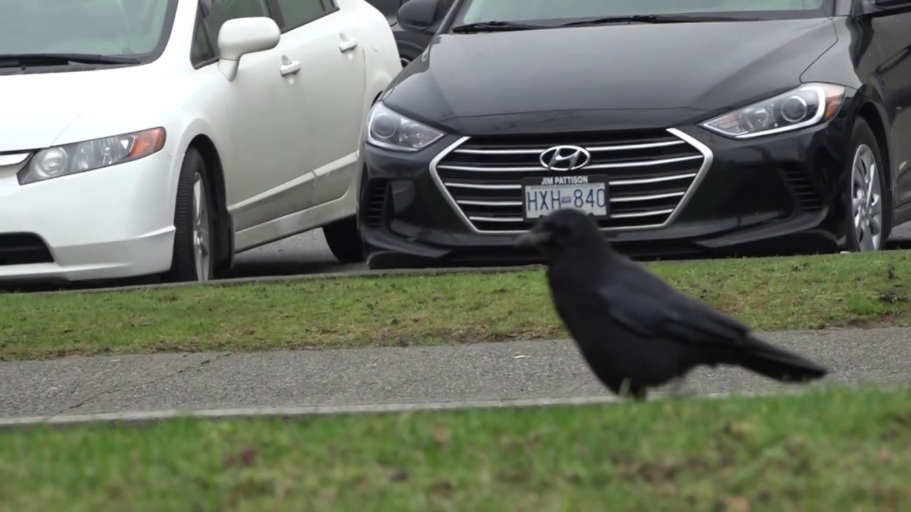 Crow of the Week - YouTube