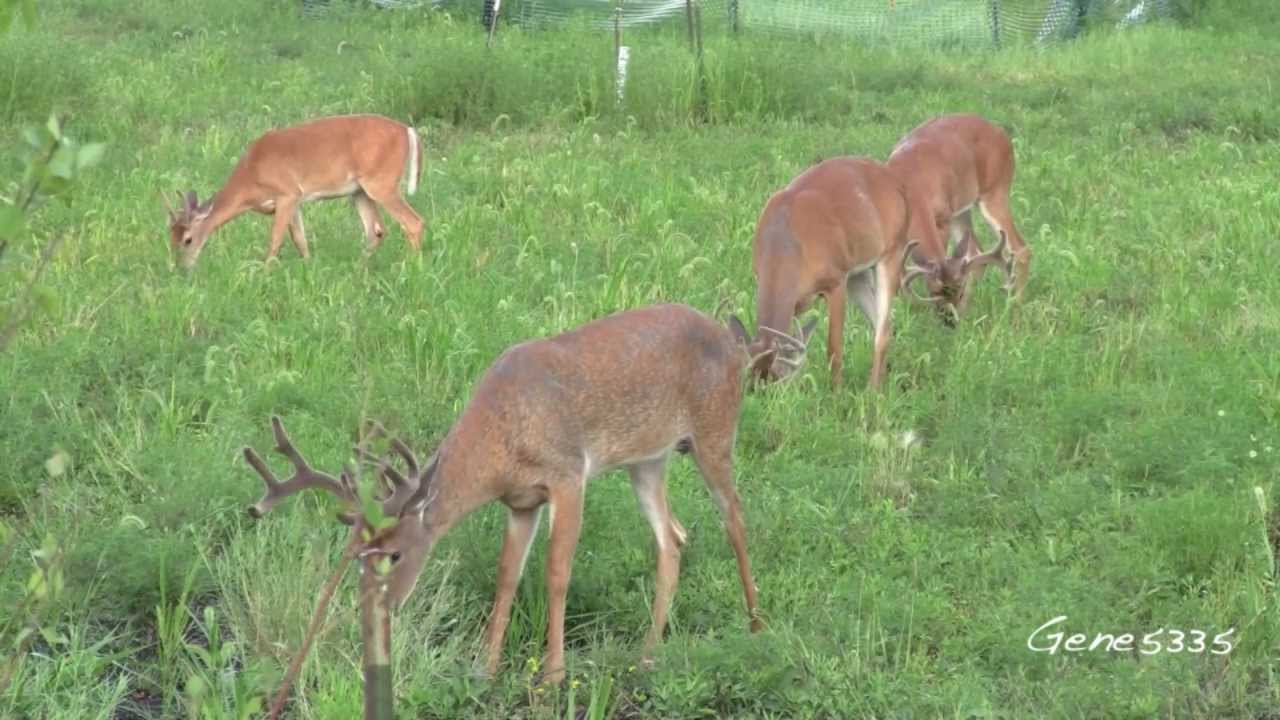 Iowa Whitetail Deer - Bachelor Group - YouTube