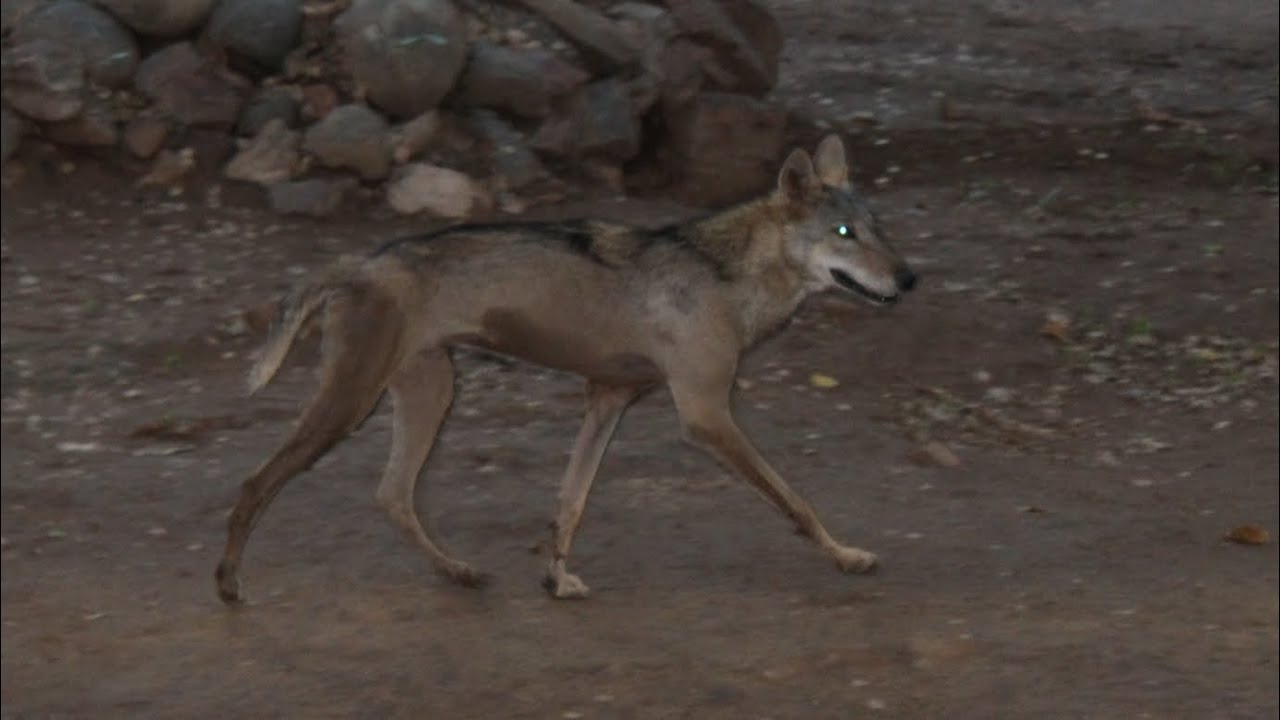 Indian Wolf scare at Zoological park | Just attracted tourists ...