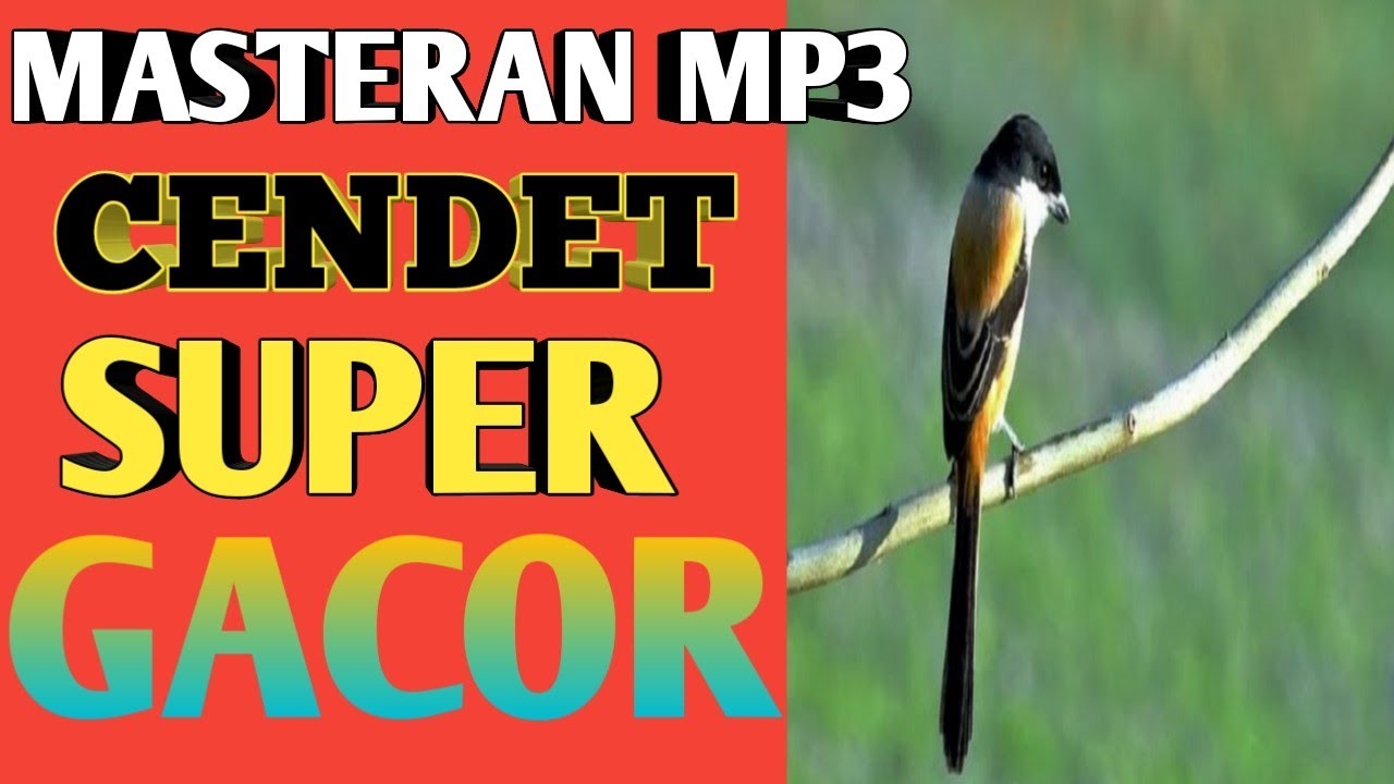 masteran MP3 pentet super gacor tembakan panjang - YouTube