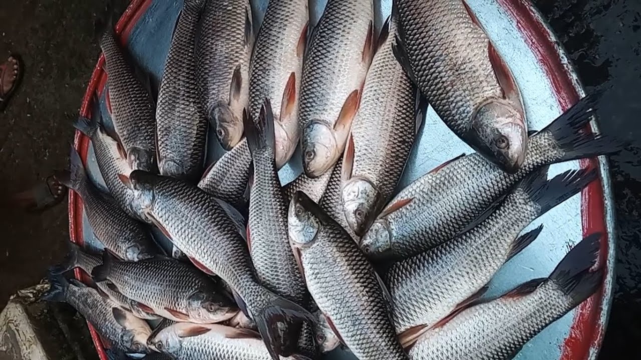 Banglar Fish,Big cotton fish, Beautiful Fish Market in Bogra - YouTube