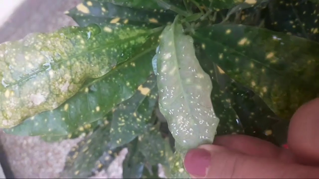 क्या कारण है की आपके croton plant kharab हो रहे हैं//save your croton ...