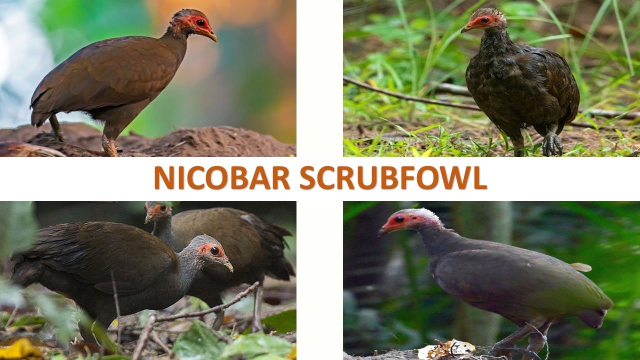 Nicobar Scrubfowl | Megapode | Fowl | Mound Builders - YouTube