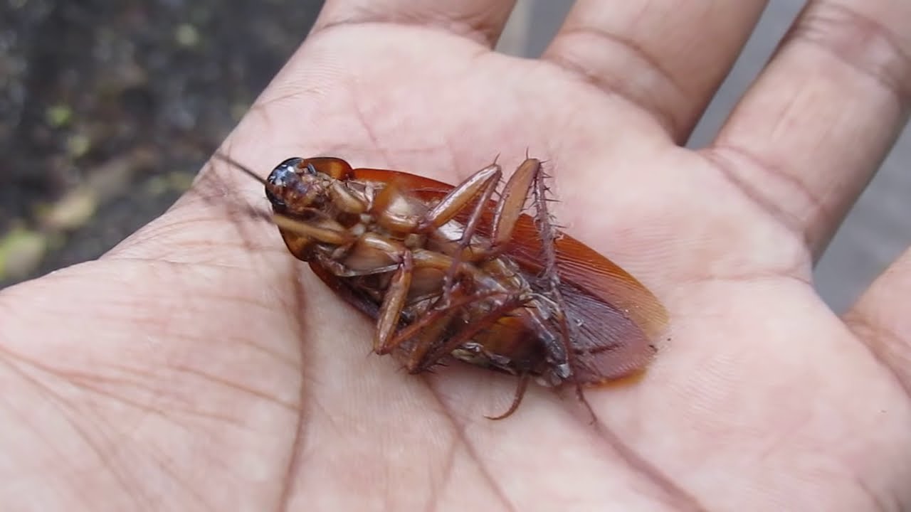 Cockroach DaNcE - YouTube