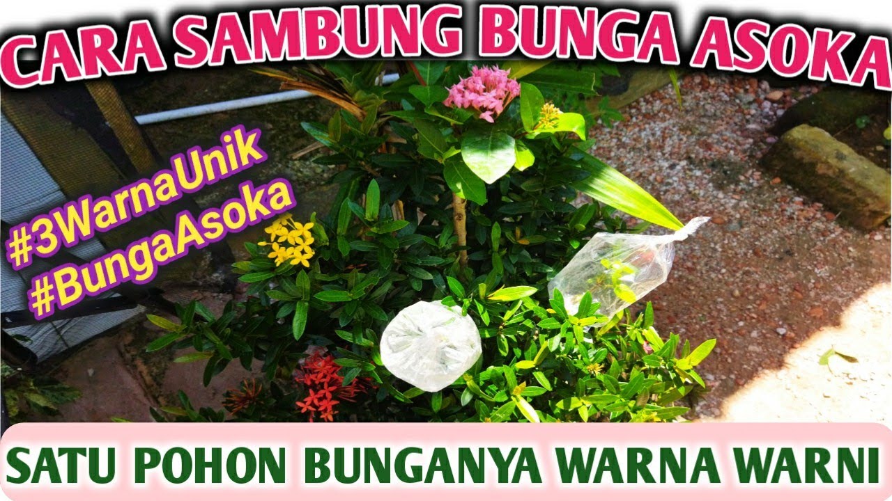 Cara sambung bunga asoka 3 warna || sambung pucuk sambung sisip bunga ...