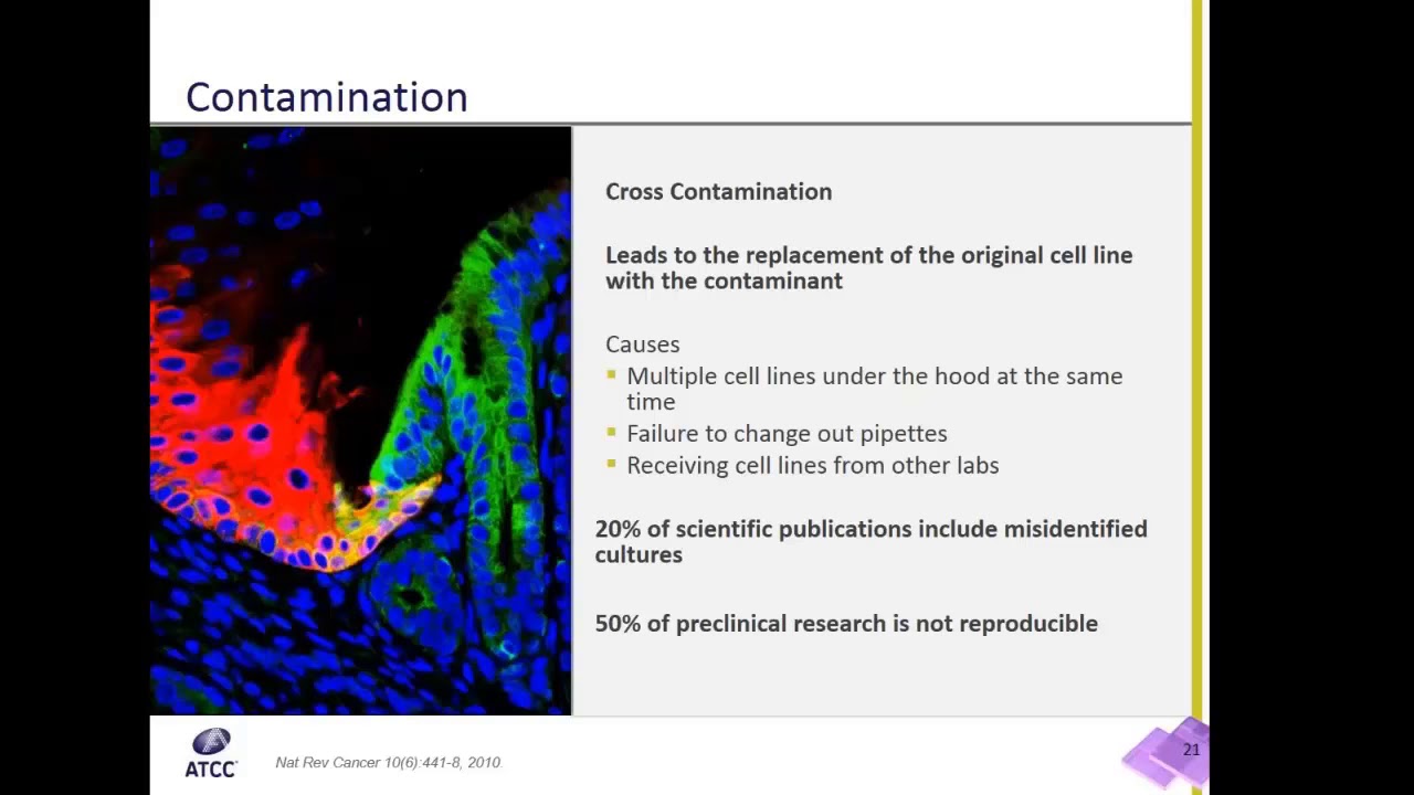 Cell Culture 101: Cell Contamination and Misidentification - YouTube