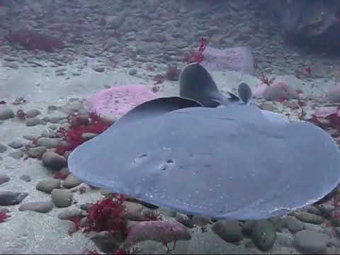 Joe finds out why it is called an Electric Ray - YouTube