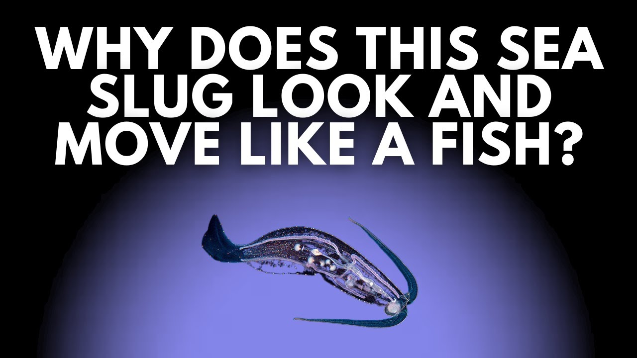 Ep. 258 Why Does the Sea Slug Phylliroe Look Like a Fish? - YouTube