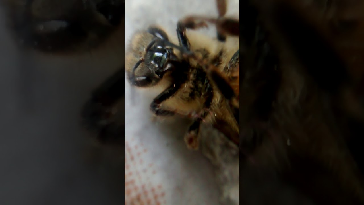 Cómo se ve una abeja de cerca - YouTube