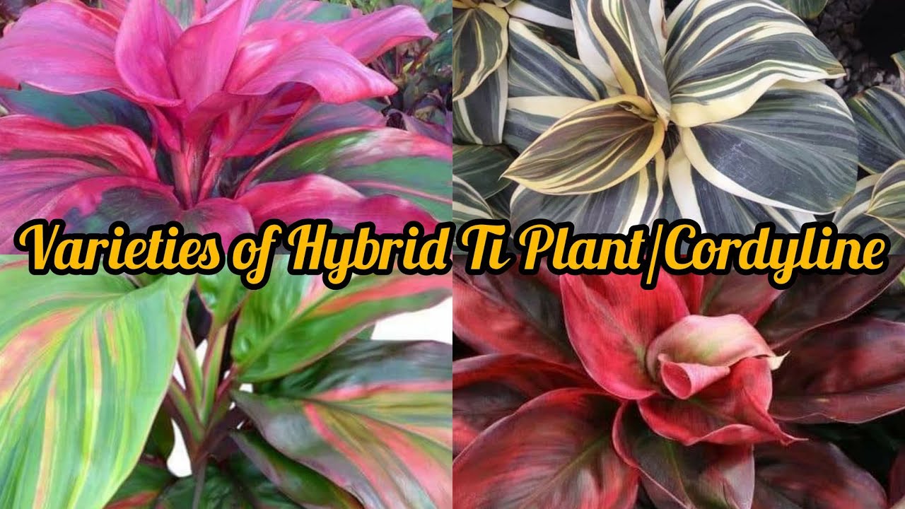 Ti Plant/Cordyline #Varieties of Hybrid Ti Plants #Amazing Ti Plants ...