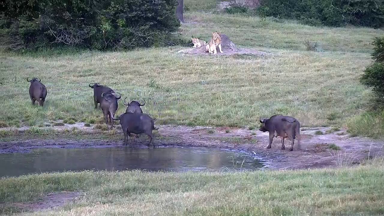 Buffalo Chase Lions - YouTube