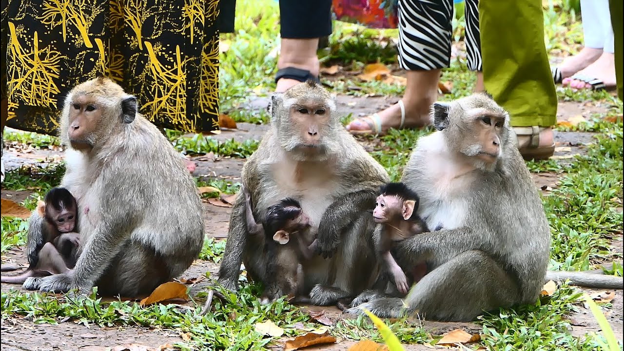 Wow! Amazing Day From Amari Troop Monkey Family Gain More Popular. Has ...