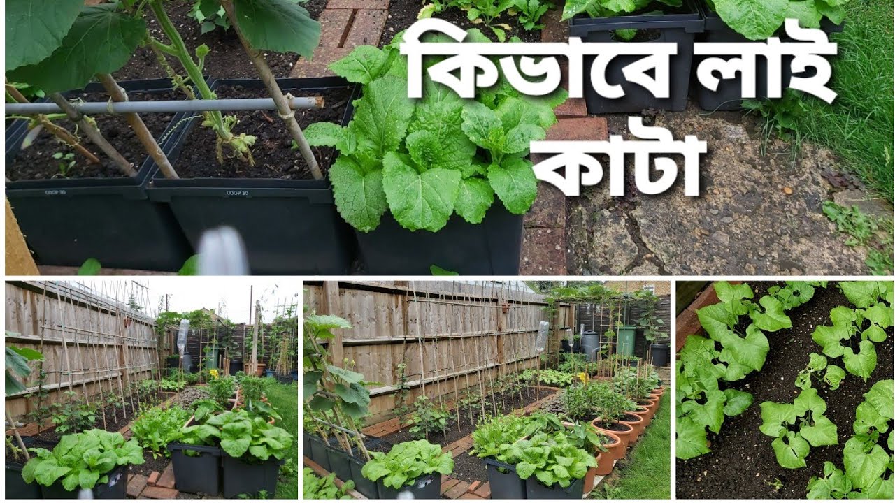 How to Harvest a mustard green - Lai shak | Shokher Bagan 2020 ...