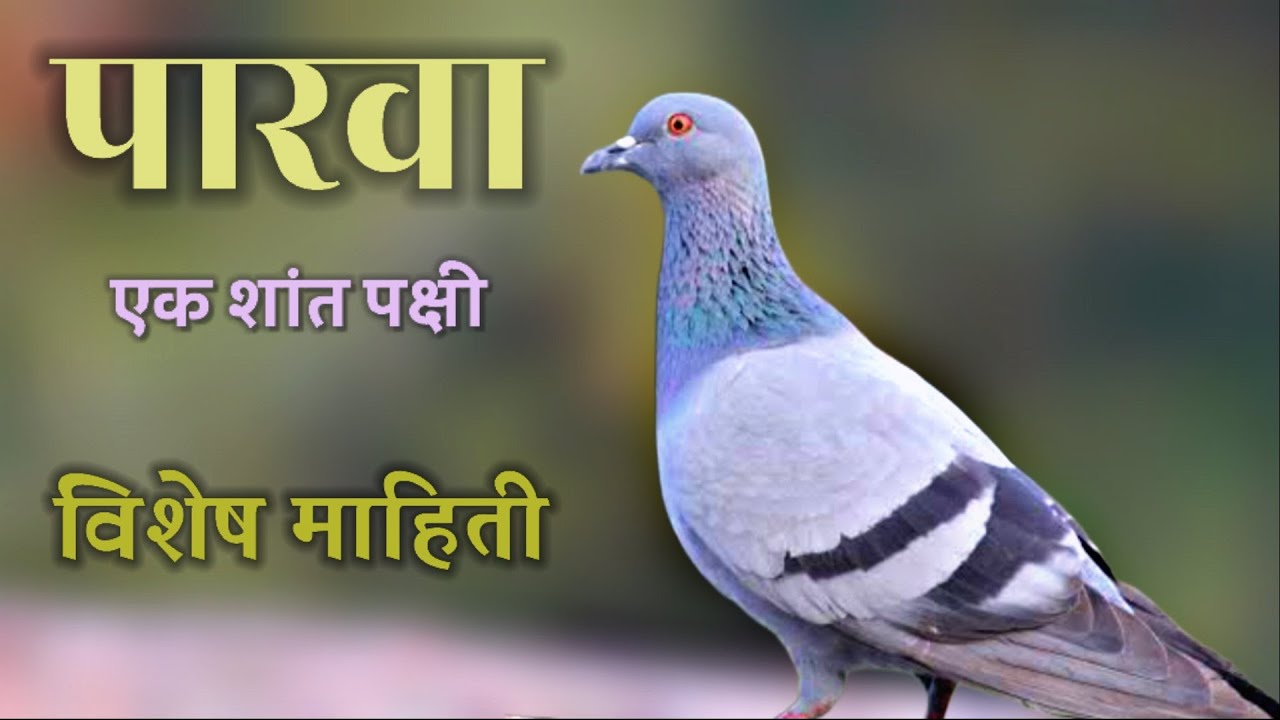 पारवा पक्षी माहिती मराठी | parva bird information in marathi - YouTube