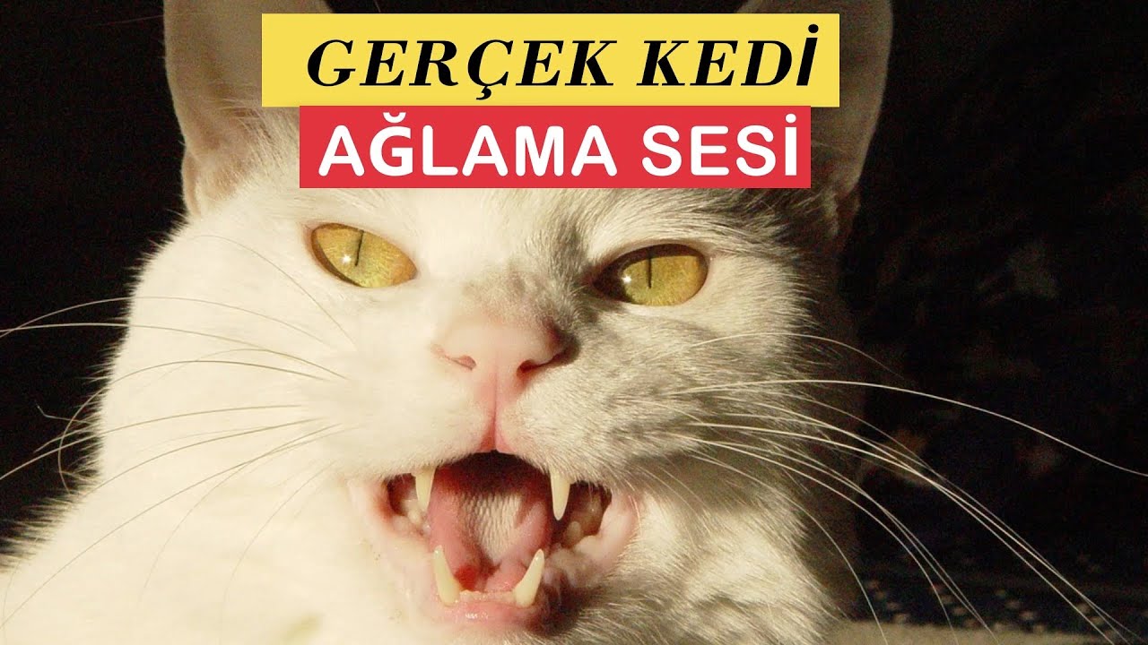 GARİP BİR KEDİ AĞLAMA SESİ - Kedilerinizi Bulmak İçin Kedi Ağlaması ...