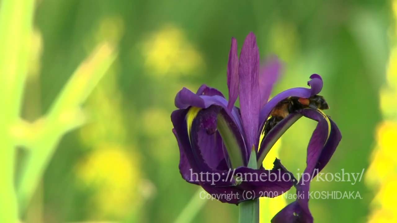 山形県鮭川村の米湿原 a low moor in Japan - YouTube