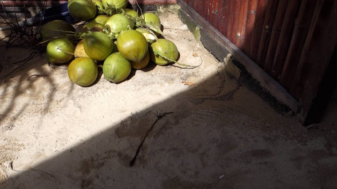 Huge Spider at Nusa Lembongan Island, Bali 2016 - YouTube