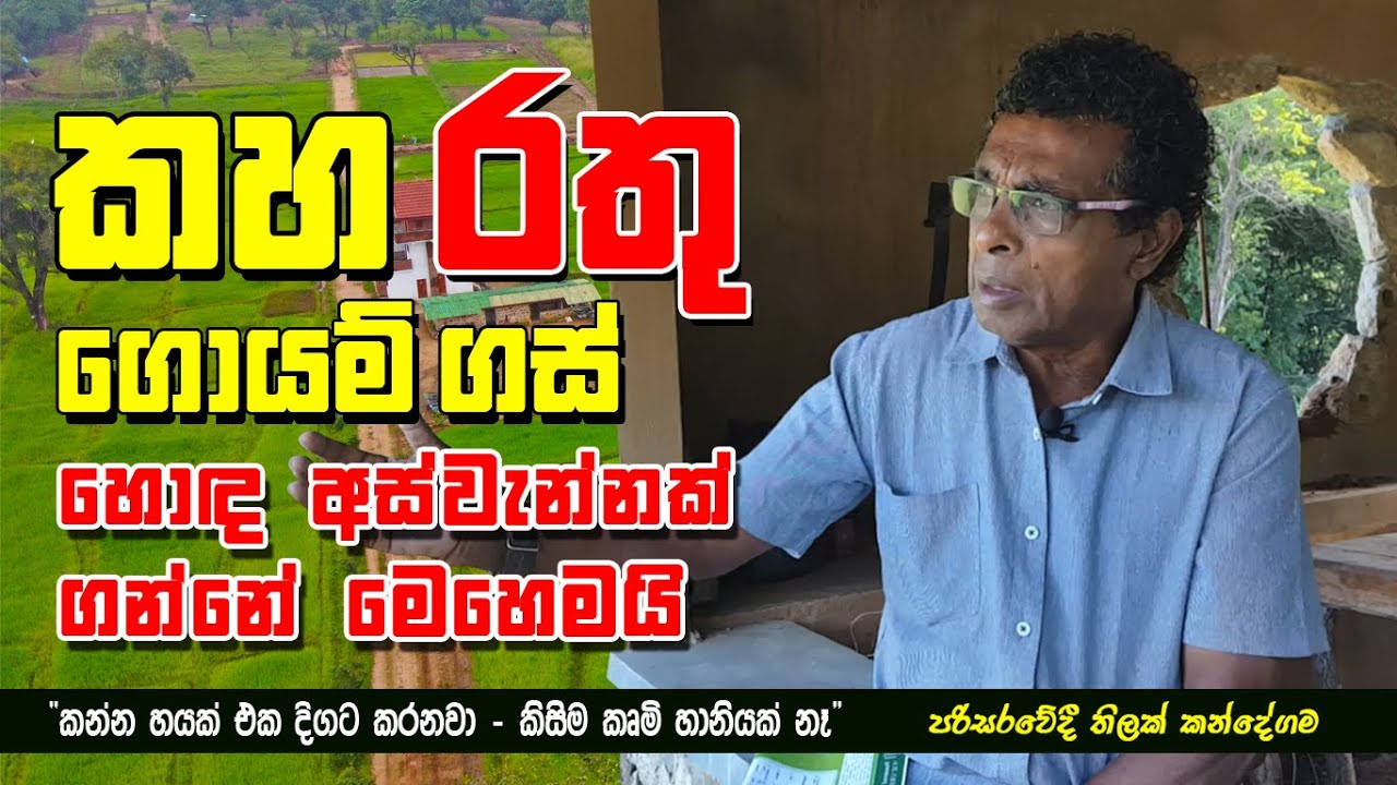 "කහ / රතු ගොයම් ගස් - හොඳ අස්වැන්නක් ගන්නේ මෙහෙමයි " @ThilakKandegama ...