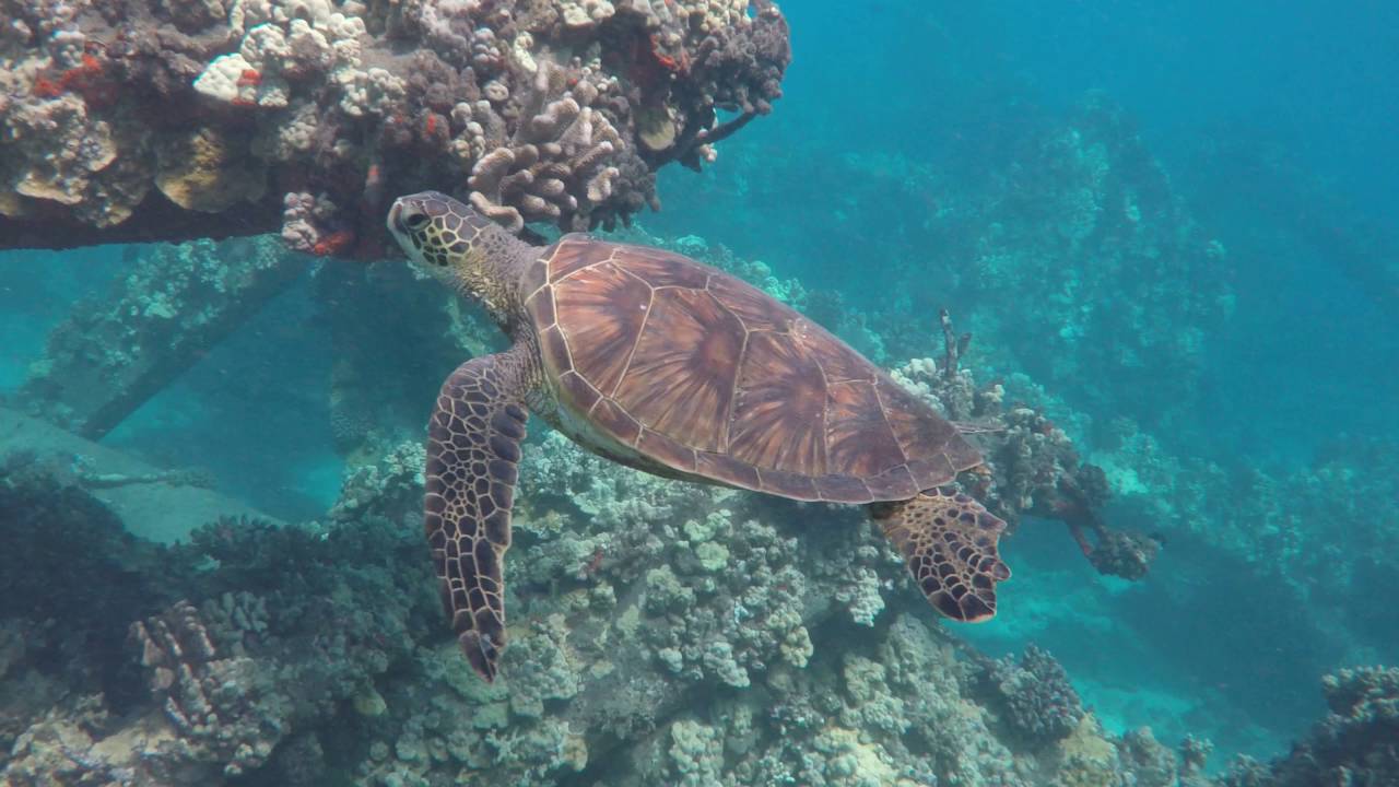 Turtle - Mala Wharf, Lahaina, Maui - YouTube