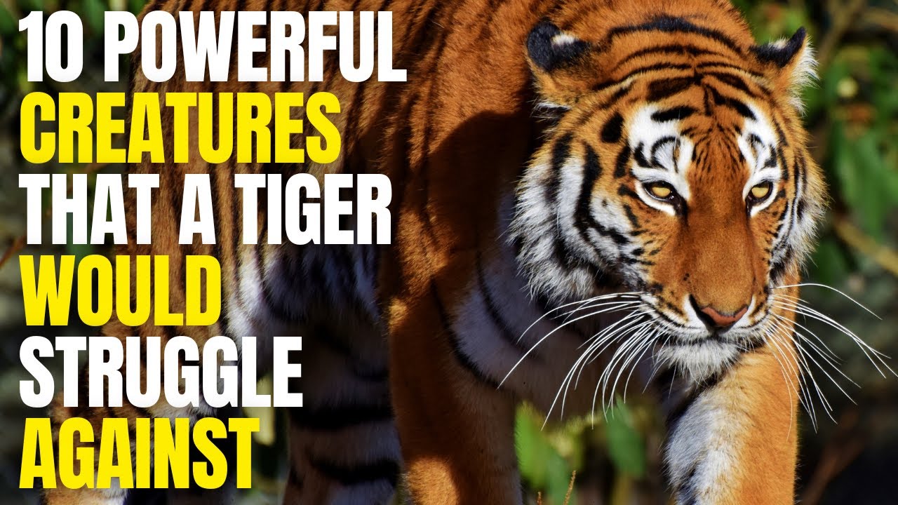 10 Powerful Creatures That a Tiger Would Struggle Against. - YouTube