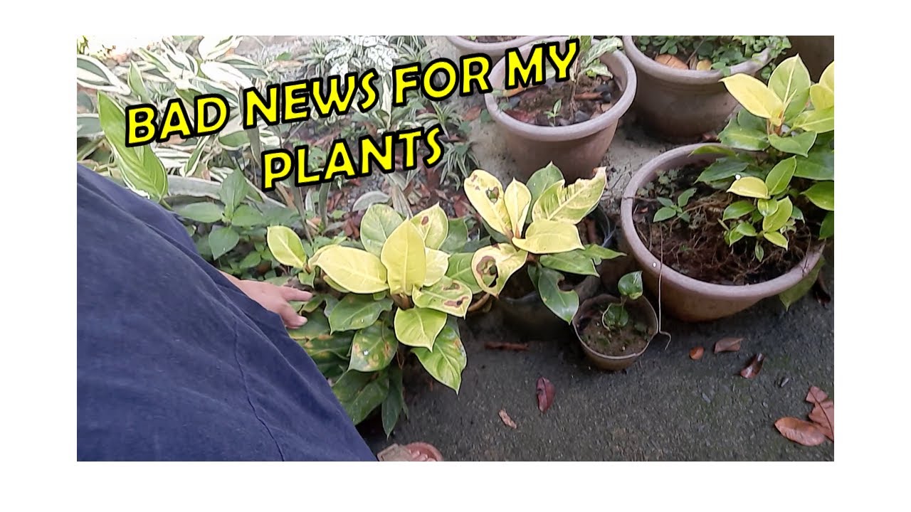 Bad News For My Plants - YouTube