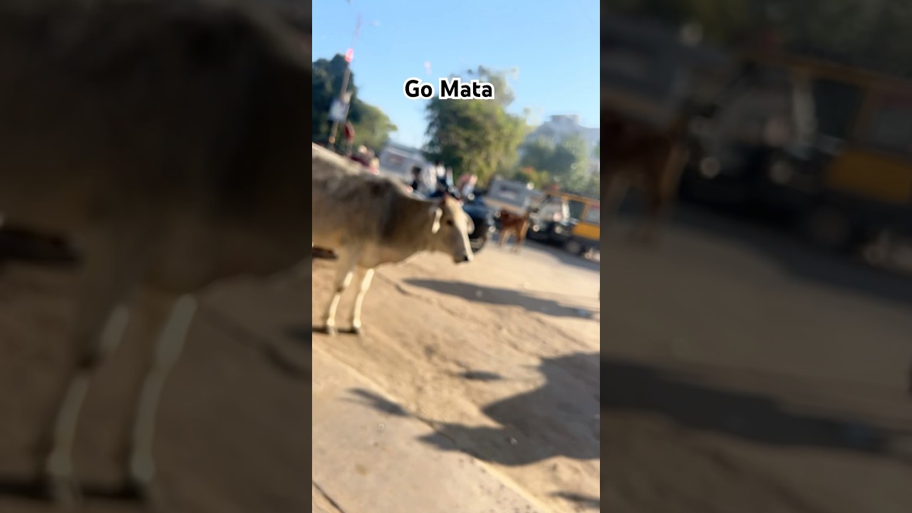 Go mata #gomata #music #song #love #hindisong #hanifshyampura #jaipura ...