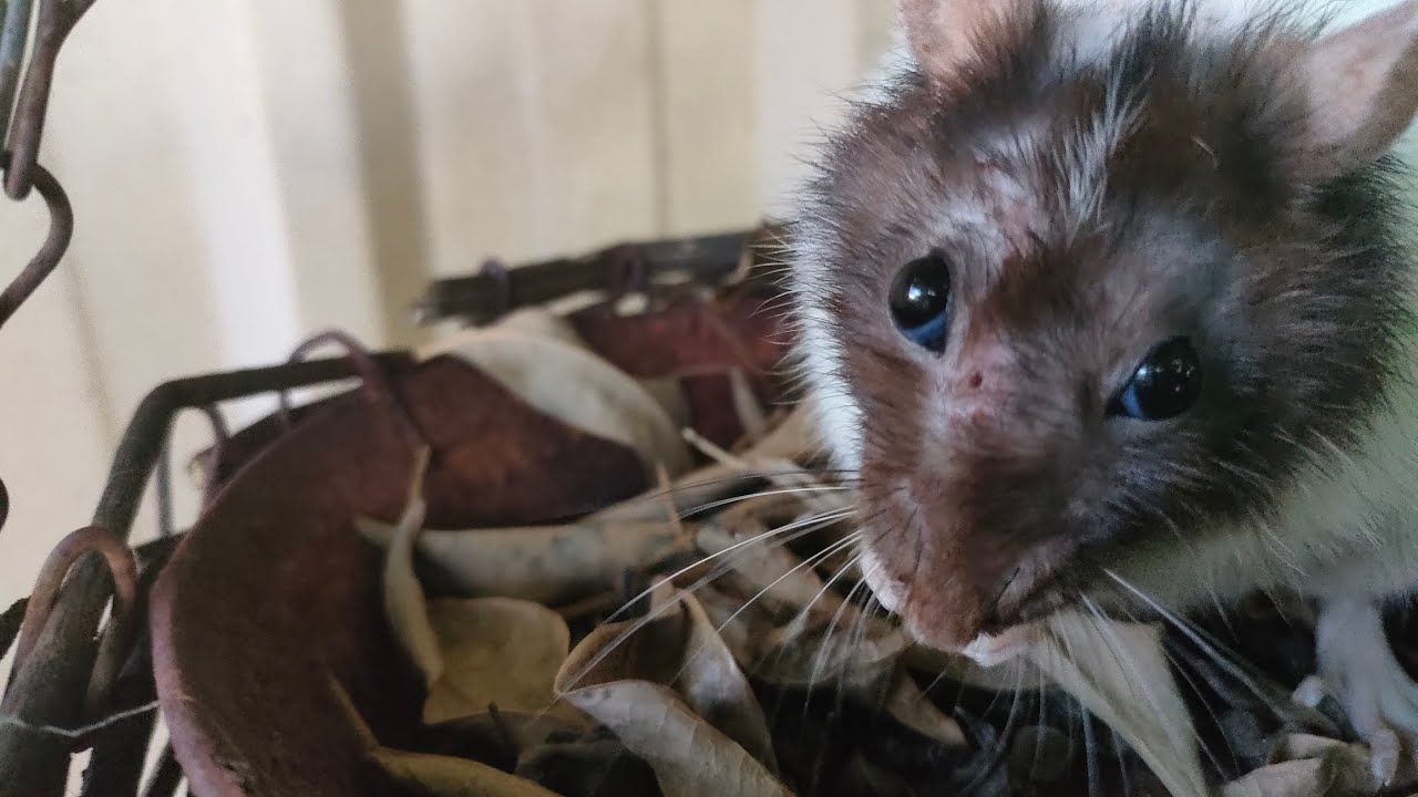 Rat Photo Shoots Season 14 - YouTube